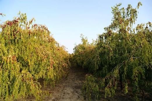 枣子什么时候成熟_几月份采摘最好-第1张图片-山城妙识