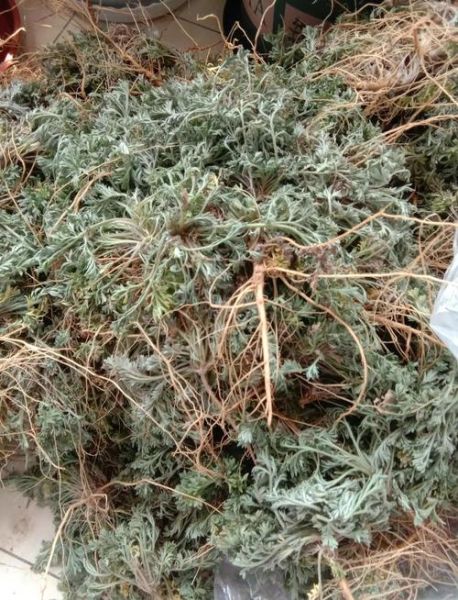 白蒿泡水喝的功效孕妇_孕妇能喝白蒿水吗-第1张图片-山城妙识 白蒿泡水喝的功效孕妇_孕妇能喝白蒿水吗-第1张图片-山城妙识