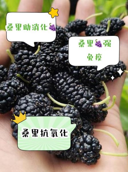 桑树果子的功效与作用_桑树果子怎么吃最养生-第1张图片-山城妙识