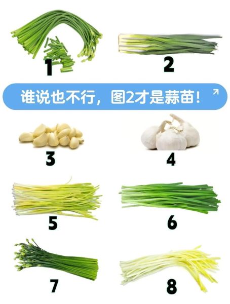 蒜苗图片大全大图_如何挑选新鲜蒜苗-第1张图片-山城妙识