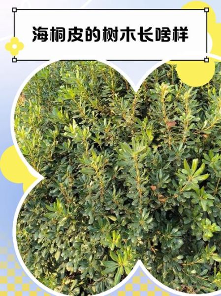 海桐皮的功效与作用_海桐皮能治什么病-第1张图片-山城妙识
