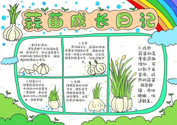 蒜苗图片大全大图_如何挑选新鲜蒜苗-第3张图片-山城妙识