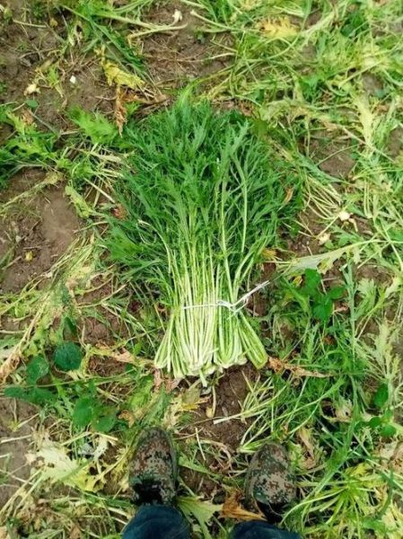 雪里红长什么样_雪里红高清大图哪里找-第1张图片-山城妙识 雪里红长什么样_雪里红高清大图哪里找-第1张图片-山城妙识