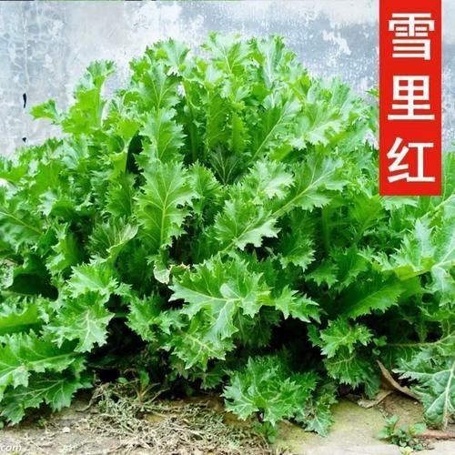 雪里红长什么样_雪里红高清大图哪里找-第2张图片-山城妙识 雪里红长什么样_雪里红高清大图哪里找-第2张图片-山城妙识