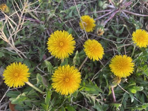 蒲公英花图片大全大图_如何拍摄高清蒲公英特写-第2张图片-山城妙识