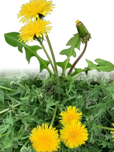 蒲公英花图片大全大图_如何拍摄高清蒲公英特写-第3张图片-山城妙识