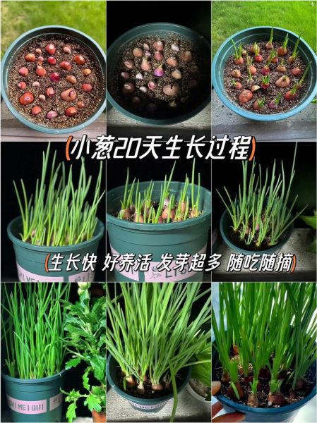 红葱头怎么种_红葱头种植时间和方法-第1张图片-山城妙识