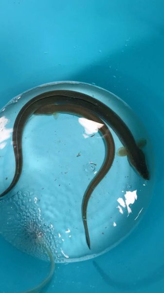 青鲇鱼图片_青鲇鱼长什么样-第2张图片-山城妙识 青鲇鱼图片_青鲇鱼长什么样-第2张图片-山城妙识