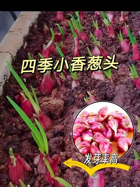 红葱头怎么种_红葱头种植时间和方法-第2张图片-山城妙识