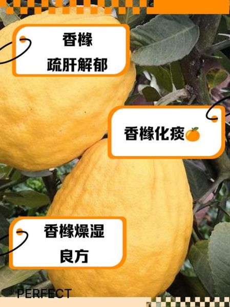 香橼怎么吃_香橼的吃法与禁忌-第1张图片-山城妙识