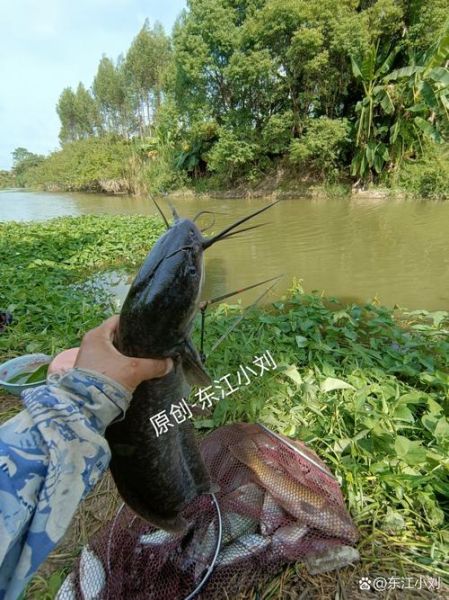 青鲇鱼图片_青鲇鱼长什么样-第3张图片-山城妙识 青鲇鱼图片_青鲇鱼长什么样-第3张图片-山城妙识