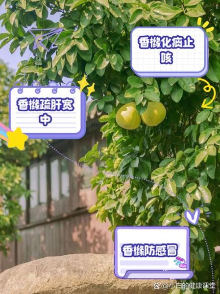 香橼怎么吃_香橼的吃法与禁忌-第3张图片-山城妙识