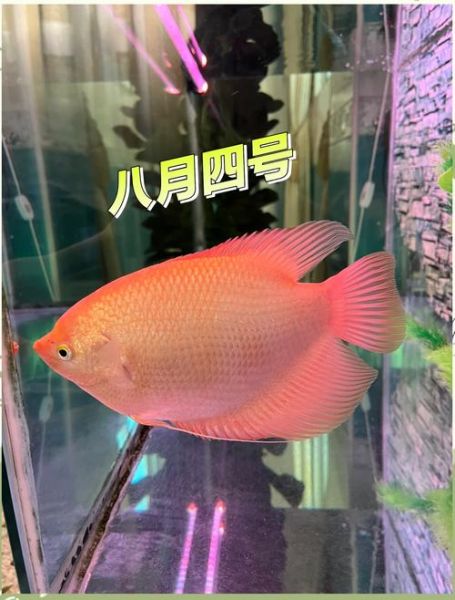 招财鱼寿命有多长_如何延长招财鱼寿命-第1张图片-山城妙识