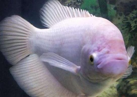 招财鱼寿命有多长_如何延长招财鱼寿命-第3张图片-山城妙识