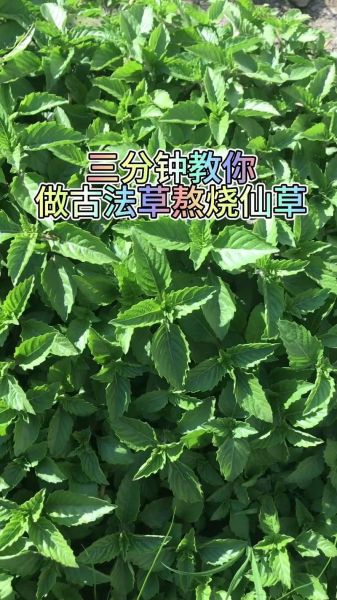 烧仙草的营养价值_烧仙草的功效与作用-第2张图片-山城妙识