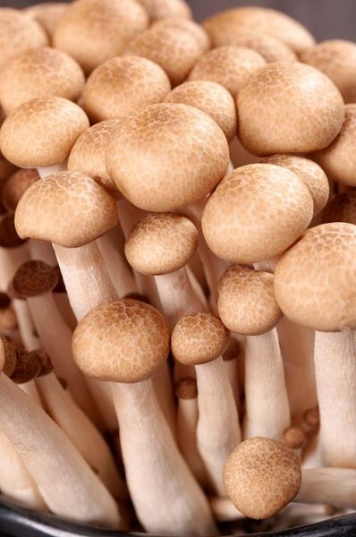 蟹味菇图片_蟹味菇怎么挑选-第3张图片-山城妙识 蟹味菇图片_蟹味菇怎么挑选-第3张图片-山城妙识