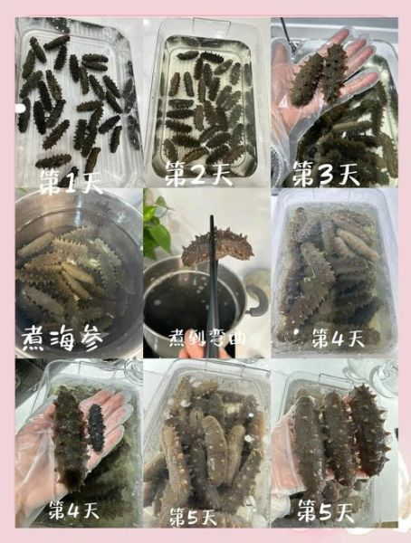 干海参如何泡发正确_干海参泡发多久才最好-第3张图片-山城妙识
