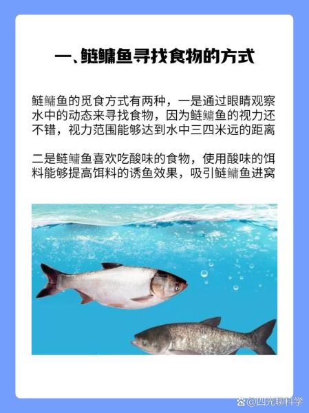 鲢鱼和鳙鱼哪个好吃_口感营养大比拼-第1张图片-山城妙识