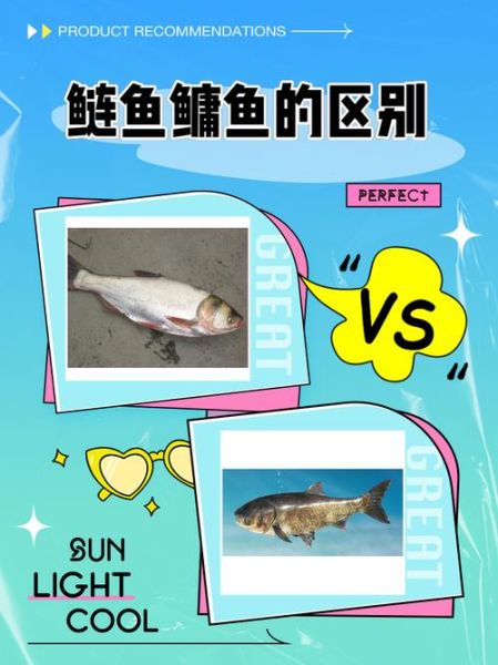 鲢鱼和鳙鱼哪个好吃_口感营养大比拼-第2张图片-山城妙识