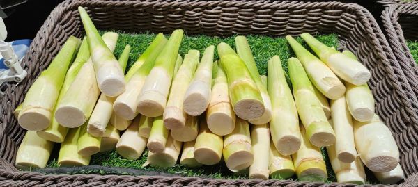 冬笋图片是茭白吗_冬笋和茭白区别-第3张图片-山城妙识 冬笋图片是茭白吗_冬笋和茭白区别-第3张图片-山城妙识