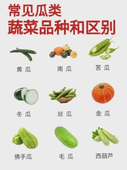 瓜类图片大全大图_如何快速识别常见品种-第3张图片-山城妙识 瓜类图片大全大图_如何快速识别常见品种-第3张图片-山城妙识