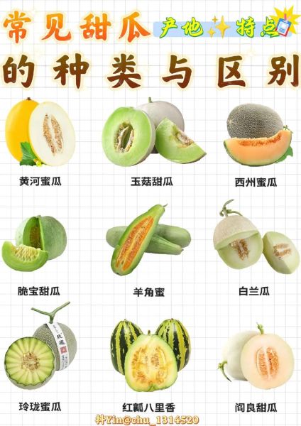 瓜类图片大全大图_如何快速识别常见品种-第2张图片-山城妙识 瓜类图片大全大图_如何快速识别常见品种-第2张图片-山城妙识