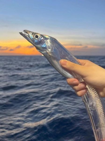 带鱼图片大全大图_带鱼高清图鉴怎么拍-第1张图片-山城妙识