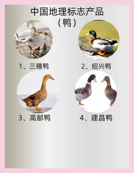 鸭子菜谱100道菜名_如何挑选鸭品种-第2张图片-山城妙识