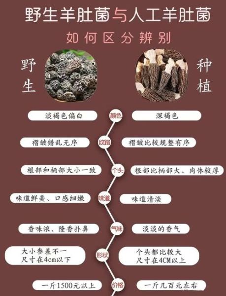 羊肚菌一亩地能产多少斤_如何提高亩产量-第2张图片-山城妙识 羊肚菌一亩地能产多少斤_如何提高亩产量-第2张图片-山城妙识