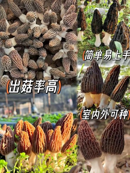 羊肚菌一亩地能产多少斤_如何提高亩产量-第1张图片-山城妙识 羊肚菌一亩地能产多少斤_如何提高亩产量-第1张图片-山城妙识