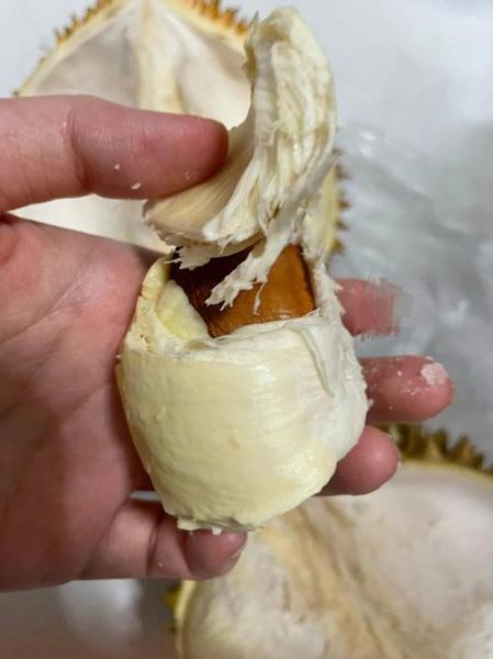 没裂口的榴莲怎么开_没裂口的榴莲怎么打开-第2张图片-山城妙识