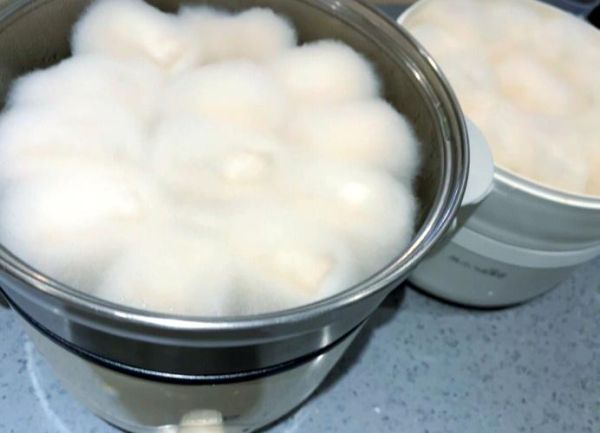 自制白腐乳怎么做_白腐乳长白毛还能吃吗-第1张图片-山城妙识