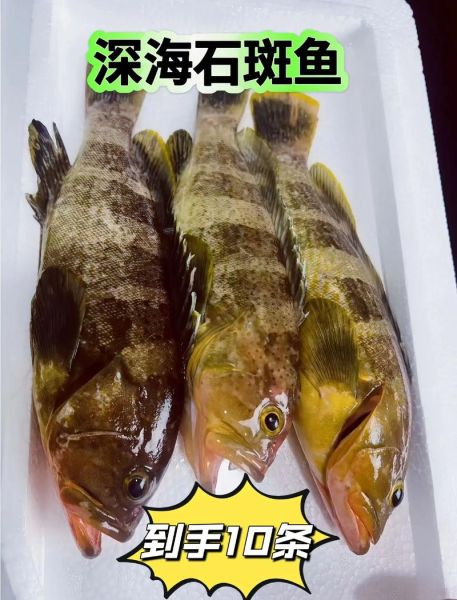 巨石斑鱼多少钱一斤_巨石斑鱼怎么做好吃-第1张图片-山城妙识