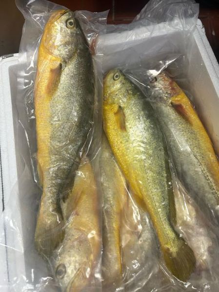 黄鱼高清图片大全_黄鱼图片怎么拍才清晰-第1张图片-山城妙识