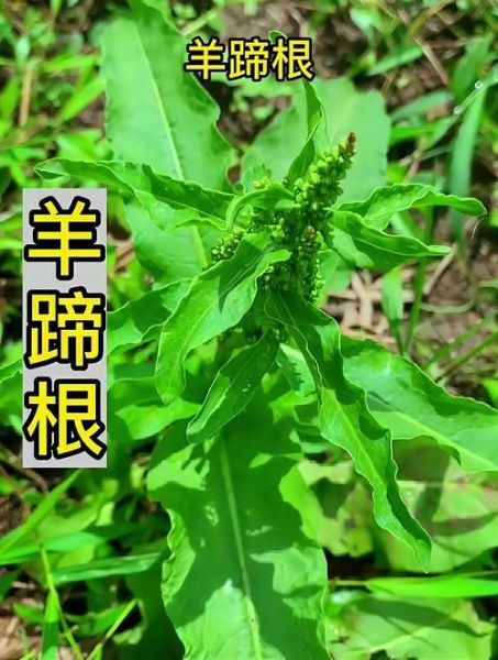 羊蹄根草药图片长什么样_羊蹄根草药的功效与作用-第2张图片-山城妙识