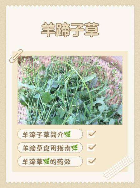 羊蹄根草药图片长什么样_羊蹄根草药的功效与作用-第1张图片-山城妙识