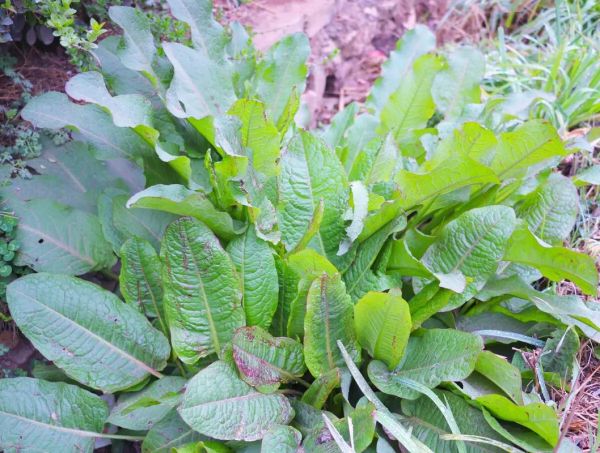 羊蹄根草药图片长什么样_羊蹄根草药的功效与作用-第3张图片-山城妙识