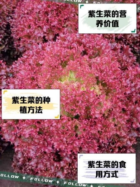 紫菜是怎么长出来的_紫菜生长过程图解-第1张图片-山城妙识 紫菜是怎么长出来的_紫菜生长过程图解-第1张图片-山城妙识