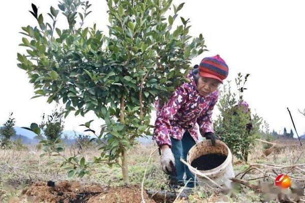 油茶树怎么种_油茶树种植条件-第1张图片-山城妙识