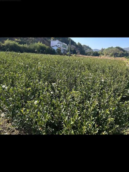 油茶树怎么种_油茶树种植条件-第3张图片-山城妙识