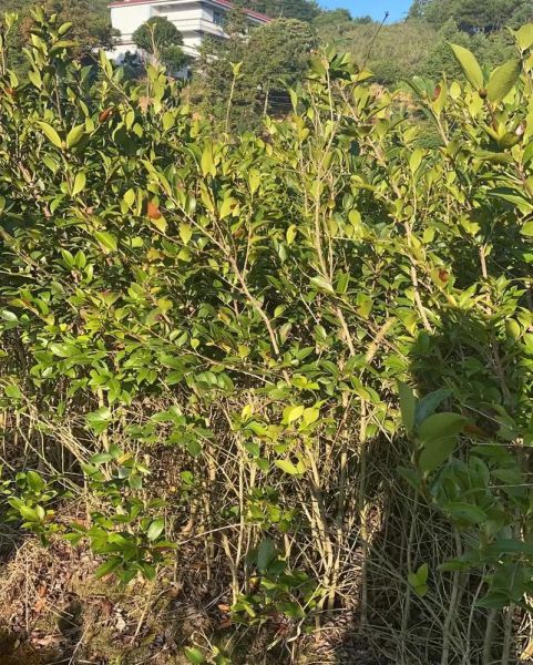 油茶树怎么种_油茶树种植条件-第2张图片-山城妙识