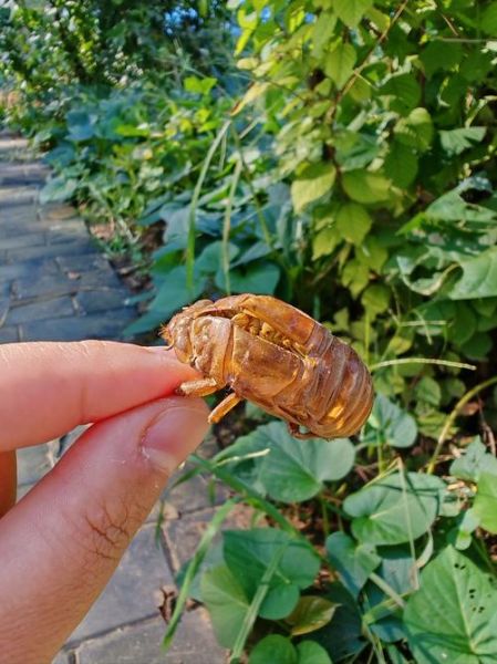 知了猴怎么保存_知了猴的做法大全-第2张图片-山城妙识