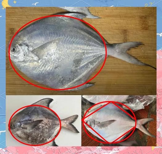 斗鲳和白鲳的区别_哪个更好吃-第1张图片-山城妙识