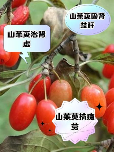 山茱萸的功效与作用_山茱萸主治哪些疾病-第1张图片-山城妙识