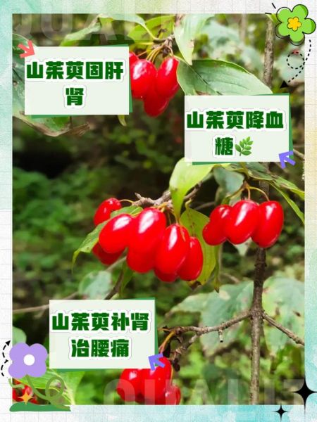 山茱萸的功效与作用_山茱萸主治哪些疾病-第2张图片-山城妙识