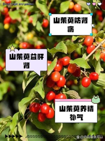 山茱萸的功效与作用_山茱萸主治哪些疾病-第3张图片-山城妙识