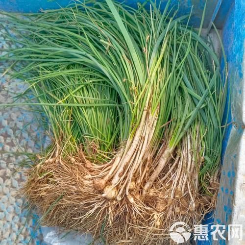 沙葱图片_沙葱长什么样-第1张图片-山城妙识