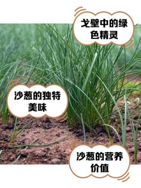 沙葱图片_沙葱长什么样-第2张图片-山城妙识