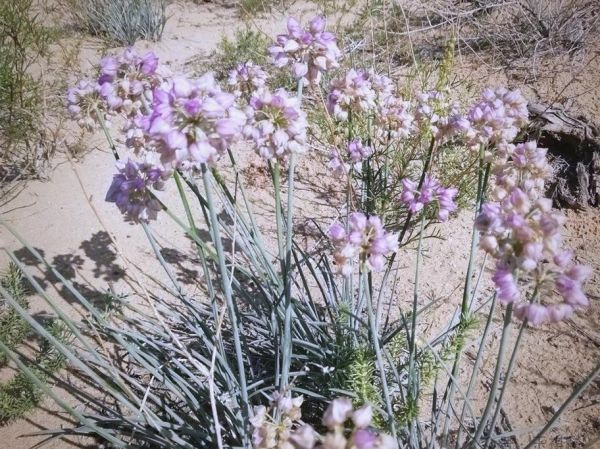 沙葱图片_沙葱长什么样-第3张图片-山城妙识