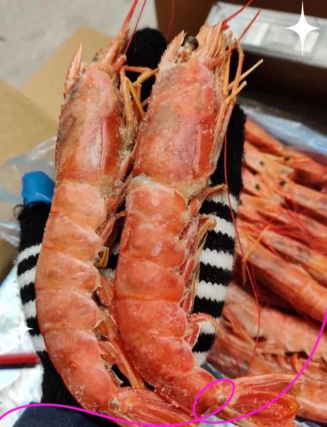 阿根廷红虾多少钱一只_阿根廷红虾价格一只-第2张图片-山城妙识